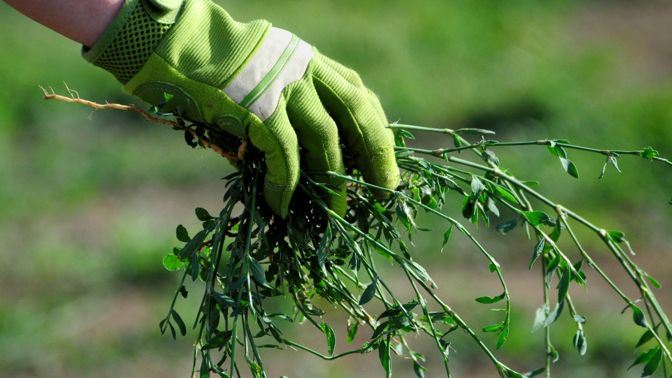 Summer Weed Guide - Identifying and Eliminating Weeds in Your Lawn