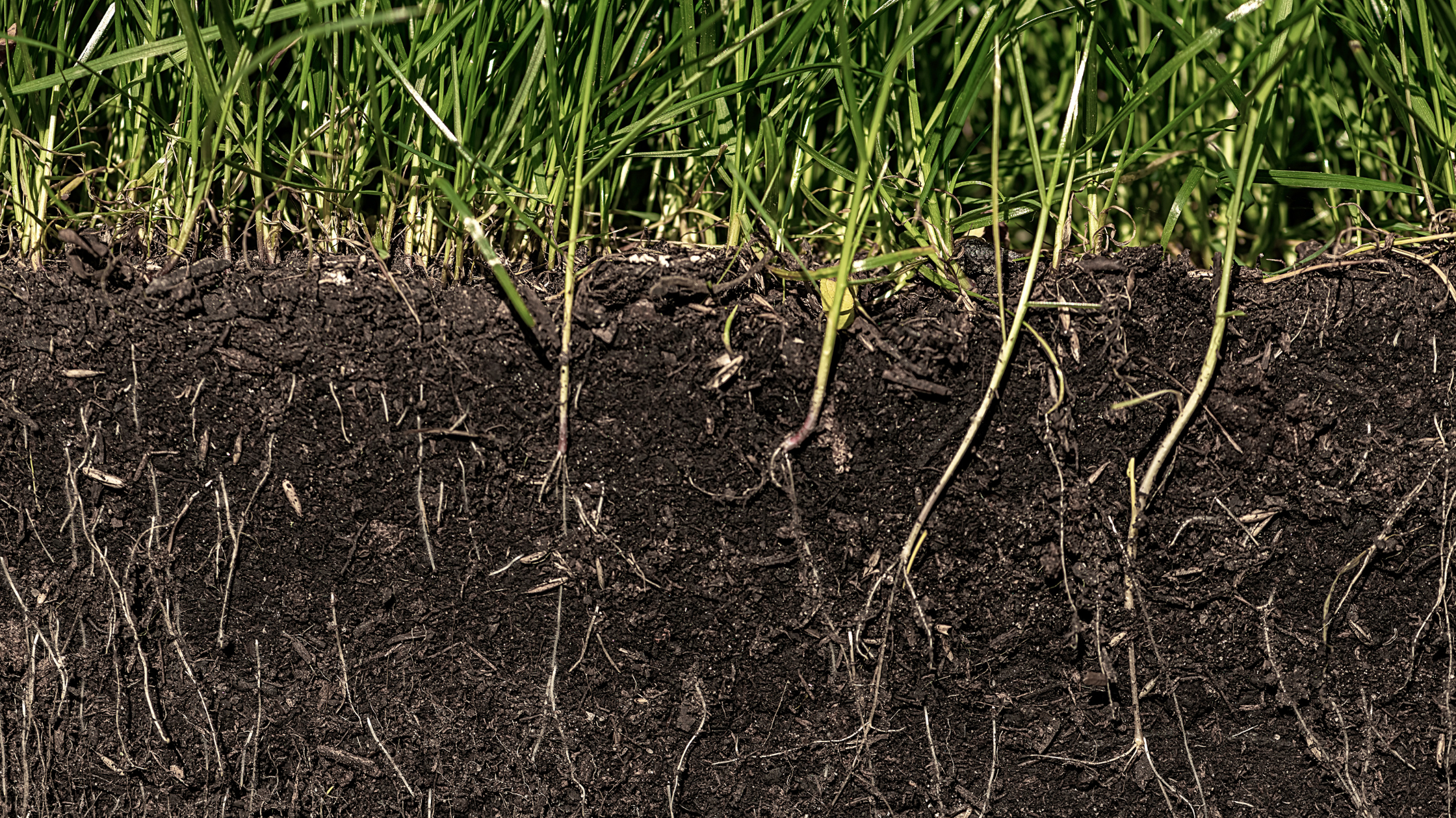 The Benefits of Organic Fertilizers