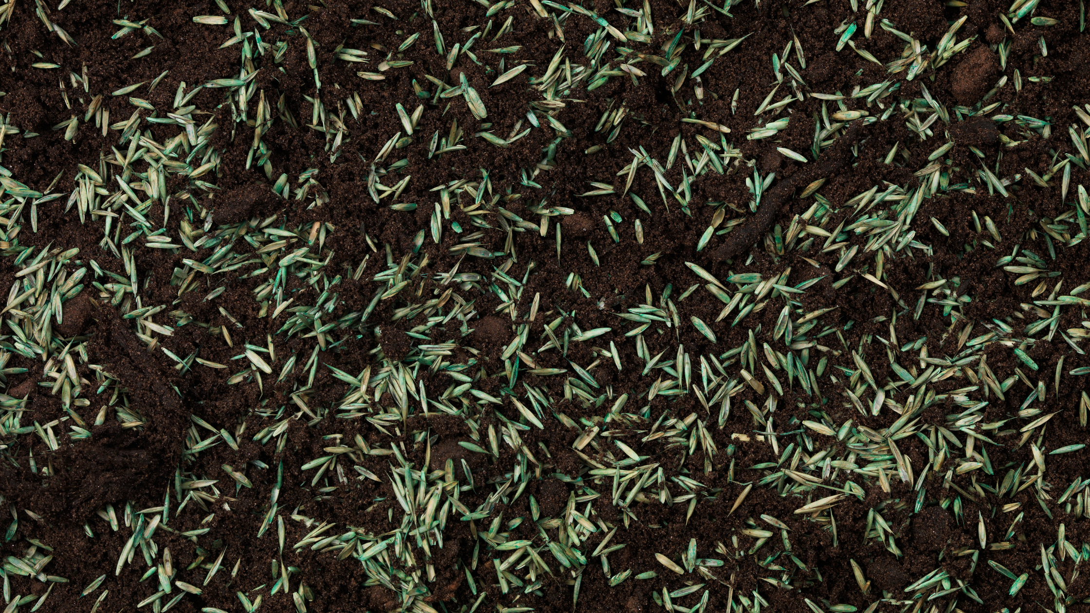 What are the Best Options for Grass Seed in Central Massachusetts?